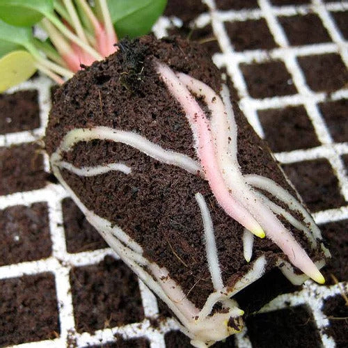 Jiffy Preforma Plugs | 72 Plug Sheet | Nutrient Growth Systems Canada